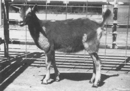 The Creation of a Human-Monkey Chimera – Heart of America Science ...