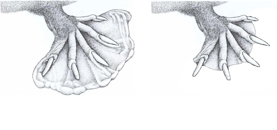 The Platypus, Part 2 – Heart of America Science Resource Center