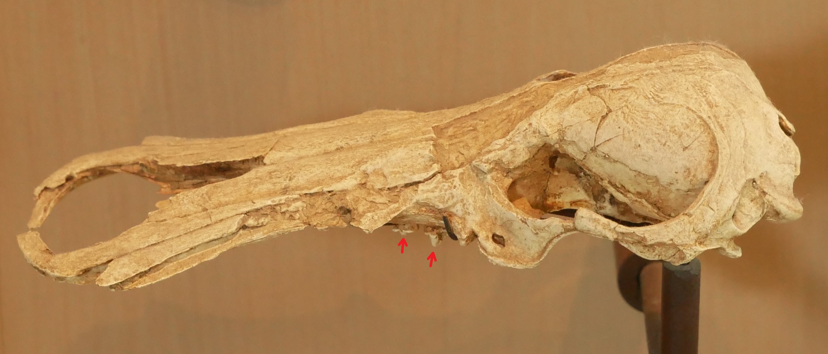 The Platypus, Part 4 – Heart of America Science Resource Center