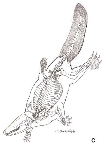 The Platypus, Part 4 – Heart of America Science Resource Center