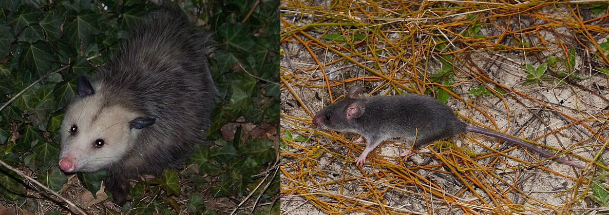 Thoughts on Patagomaia – Heart of America Science Resource Center