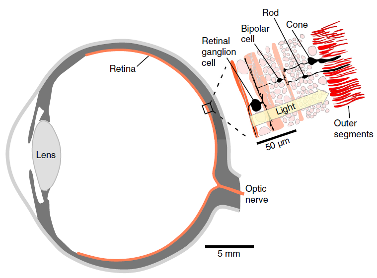 The Backwards Human Eye – Heart of America Science Resource Center