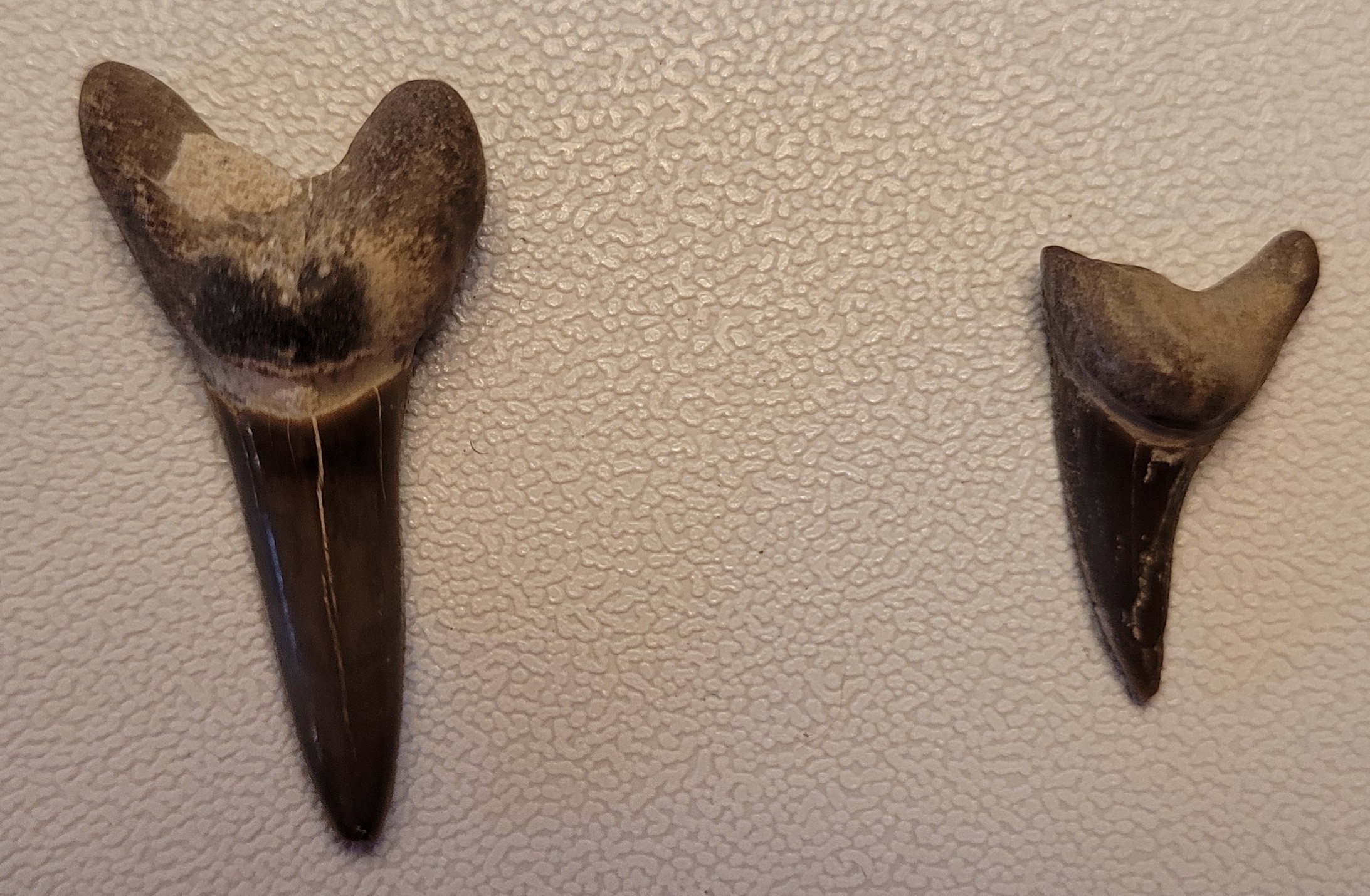 How Many Fossils Can You Get From One Organism? – Heart of America ...